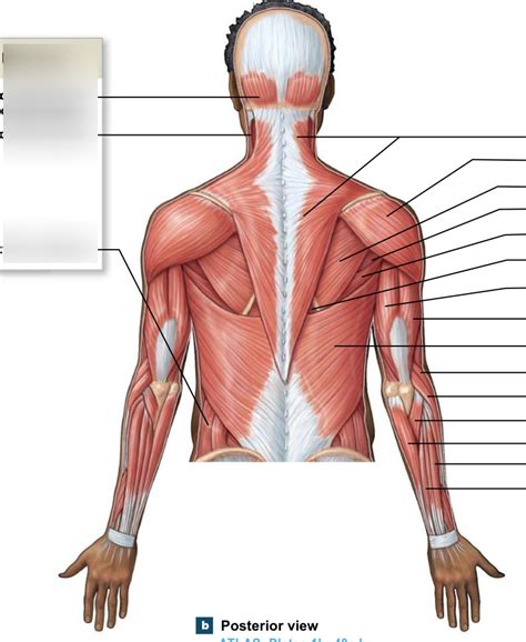 Posterior Superior Anatomy Pictures Diagram Quizlet