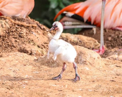 Same Sex Couple Of Flamingos Successfully Hatch Chick At Uk Zoo My