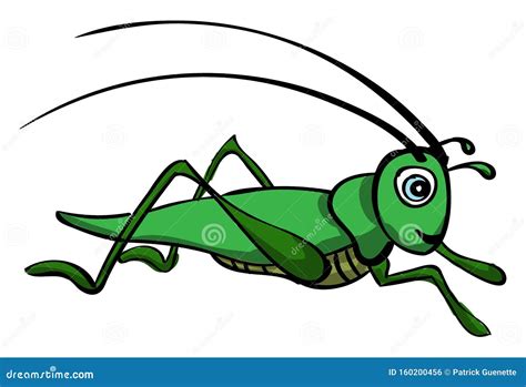 Grasshopper Illustration Drawing Engraving Ink Line Art Vector