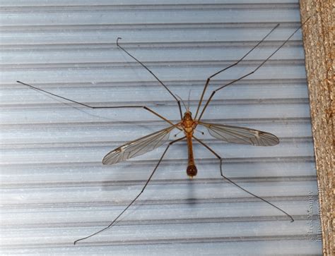 Photo 55302 Tipulidae Sp