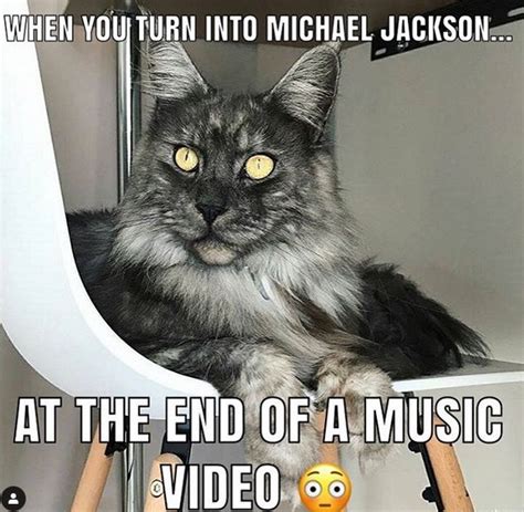 14 Funny Maine Coon Memes That Will Make You Laugh Page 2 The Paws
