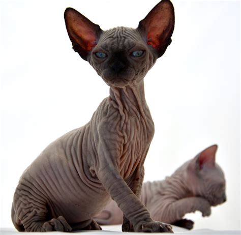 Sphynx Kittens Sphynx Cats Indigo Sphynx Kittens Canadian Sphynx
