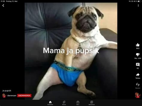 Create Meme The Pug King The Royal Pug The Pug Emperor Pictures