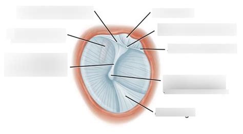 Ear Drum Diagram Quizlet