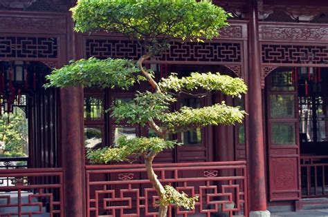 Unlocking The Mystery How Big Do Bonsai Trees Get