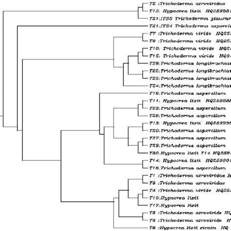 Pdf Phylogenetic Diversity Analysis Of Trichoderma Species Based On Its Marker