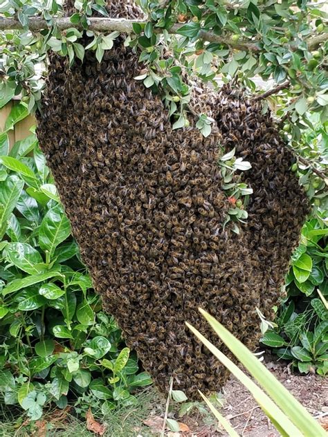 Why Do Bees Swarm Let It Bee