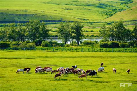 呼伦贝尔近1亿亩草原落实休牧政策 保护 牧草 生态