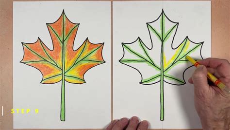 How To Draw A Simple Maple Leaf Step By Step Infoupdate Org