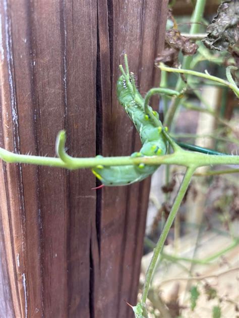 Get Rid Of Hornworms In Garden