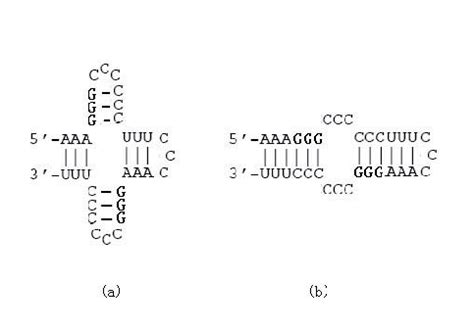 Two Simulated RNA Secondary Structures With Similar RNA Sequence Download Scientific Diagram