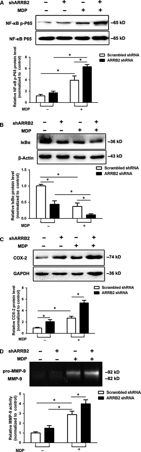The Deficiency Of β‐arrestin2 Arrb2 Accelerated The Nod2 Triggered
