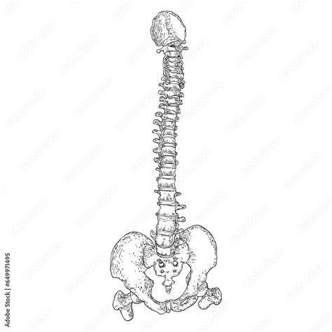 Human Spine Bones Anatomy With Intervertibral Disks Cervical Thoracic Lumbar Vertebrae And