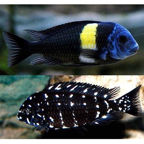 Tropheus Duboisi 1520” Juvenile Rare African Cichlid Live Freshwa