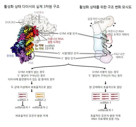 Ibs Rna 유전자 치료제 개발 가능성 열었다
