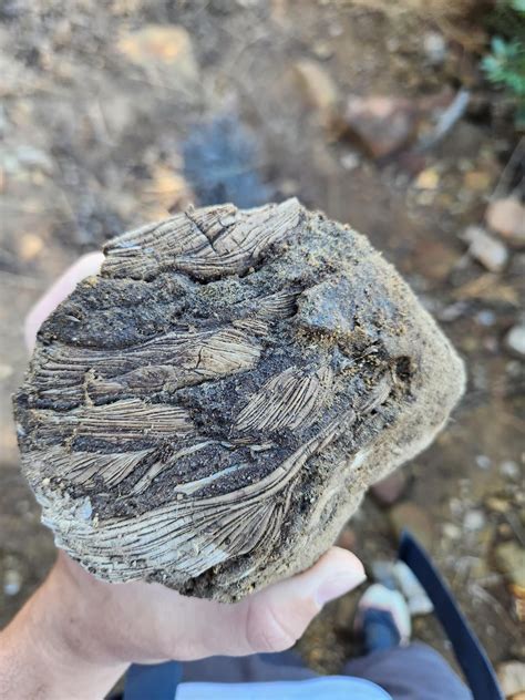 What Is This Sedimentary Structure R Whatsthisrock