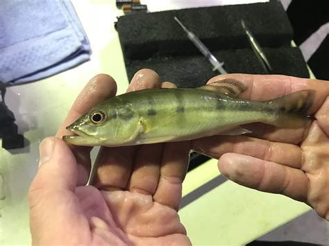 Speckled Peacock Bass