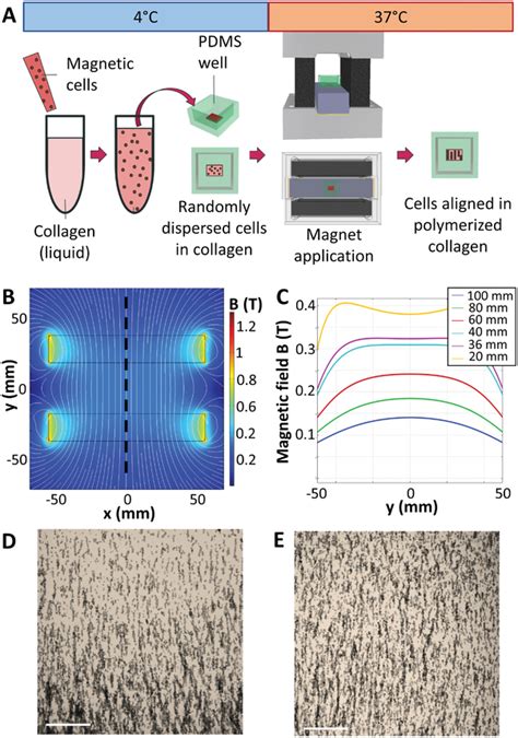 A Illustration Of The Alignment Procedure And Set‐up B Finite