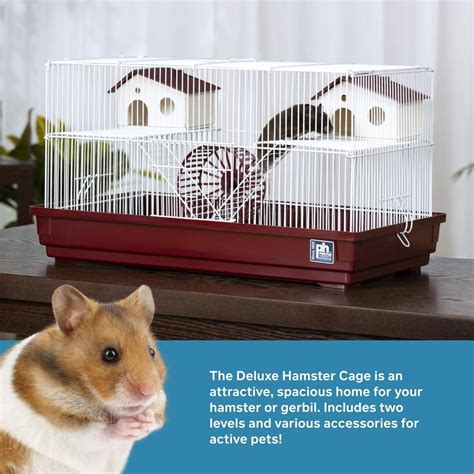 Gerbil Vs Hamster