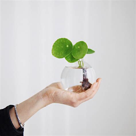 펫플랜트 필레아페페 수경재배 세트필레아페페코르크유리화병대나무티홀더받침대 위시버킷