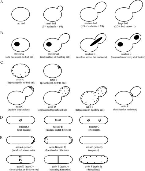 classification of the cells of budding yeast a c and fission yeast my