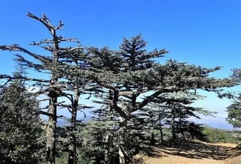 17 Different Types Of Cedar Trees And Their Identifying Features