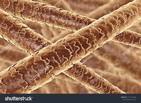 human hair root microscope