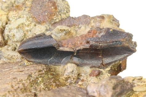 3 1 Sandstone With Hadrosaur Tooth And Bone Fragment Wyoming