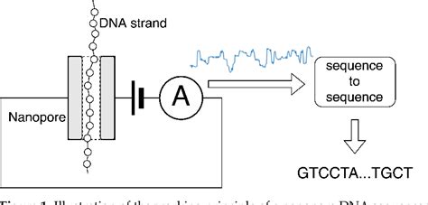 Figure 1 From Basecalling Using Joint Raw And Event Nanopore Data