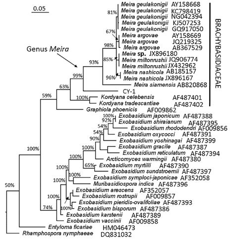 phylogenetic tree derived from lsu rdna sequence dataset of meira