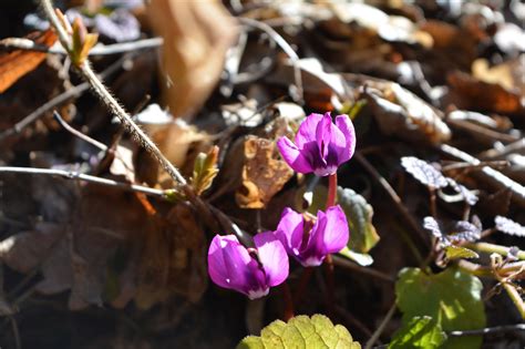 ბორჯომის ცენტრალური ისტორიული პარკი Borjomi Central Historical Park ბორჯომის ცენტრალური