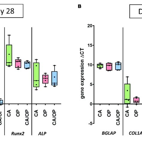 Gene Expression Of Bglap Col1a1 Runx2 And Alp In Ca Op And Ca Op Download Scientific