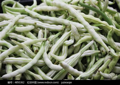 白豆角高清图片下载 红动中国