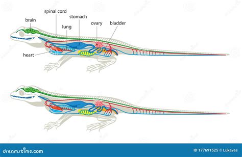 Schematic Anatomy Stock Illustrations 1521 Schematic Anatomy Stock