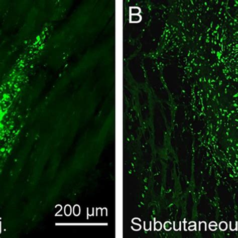 Distribution Of The Retrograde Neural Tracer Alexa Fluor 488 Conjugate