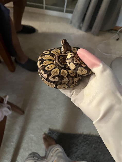 Are Uvb Lights Essential For Ball Pythons Rballpython