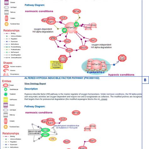 The Estrogen Pathway Suite The Pathways Revolving Around Estrogen Are Download Scientific