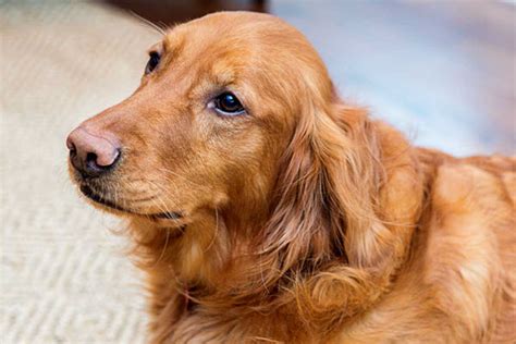 amazon rekognition image detection and recognition powered by deep