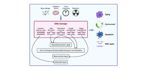 The Inducements And Effects Of Dna Damage Response Cells Initiate A