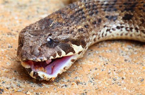 Death Adder Facts And Pictures