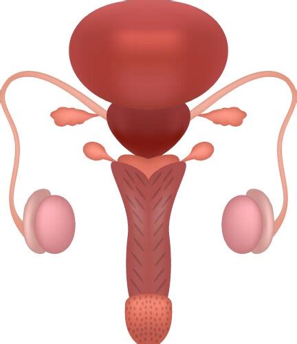 Male Reproductive System Vector Images Over