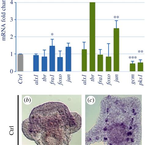 Spatial And Temporal Expression Of Biomineralization And Download Scientific Diagram