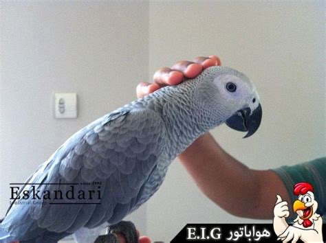 اصول پرورش و نگهداری کاسکو داشتن یک کاسکوی خوب در خانه