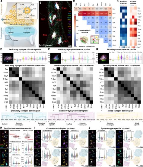 Spatial Proteomics In Neurons At Single Protein Resolution Cell