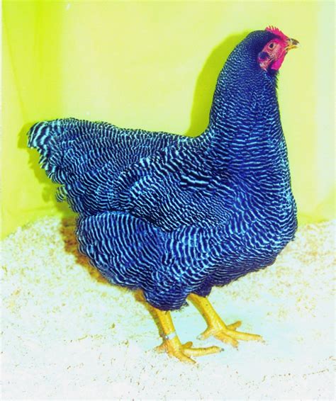 Plymouth Rock Poultry Hub Australia