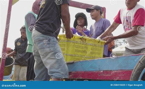 Loading And Unloading Activities And Weighing And Selling Marine Products Stock Video Video Of