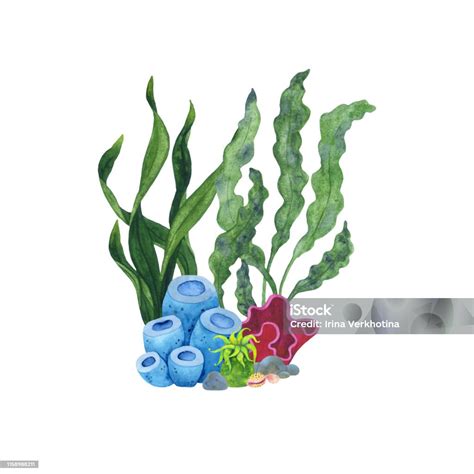 조류 산호와 물고기와 수채화 조성물 흰색 배경에 손으로 만든 그림 카드 초대장 직물 또는 인쇄물의 디자인 구도에 대한 스톡 벡터 아트 및 기타 이미지 Istock