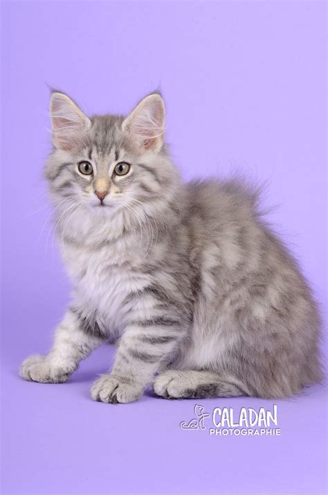 2 Lady Tinkle 62 Caladan Flickr