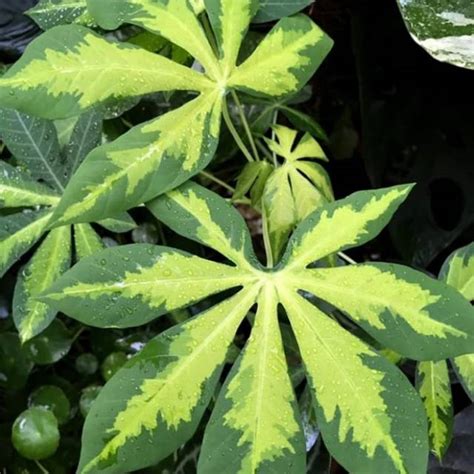 Jual Tanaman Hias Cutting Singkong Variegata Batang Singkong Variegata Shopee Indonesia