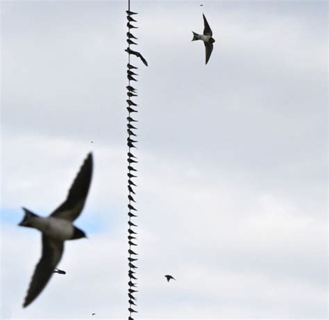 포토 카페 떠날 준비하는 제비의 휴식